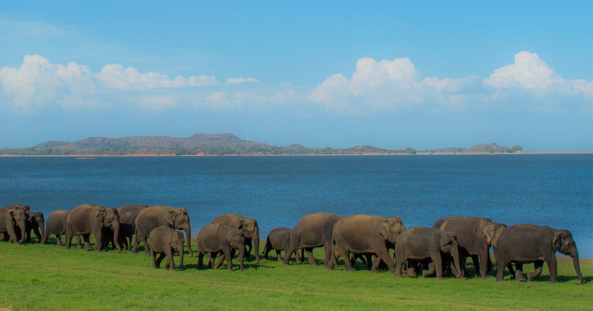 The Great Elephant Gathering: Discovering Nature's Majesty at Heritance ...
